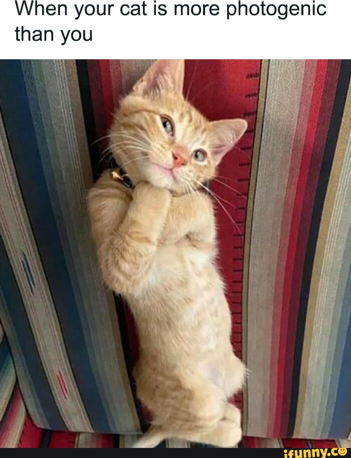 Photogenic memes. Best Collection of funny Photogenic pictures on iFunny