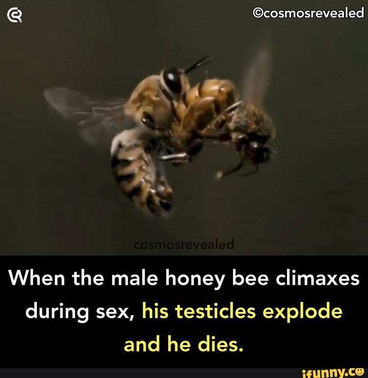 When the male honey bee climaxes during sex, his testicles explode and ...