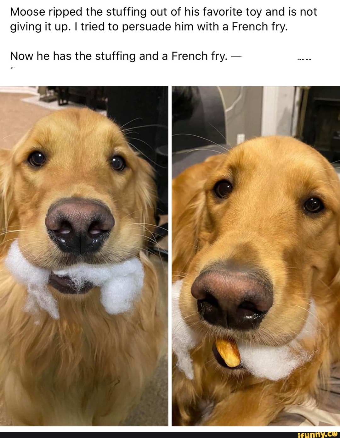 Moose ripped the stuffing out of his favorite toy and is not giving it ...