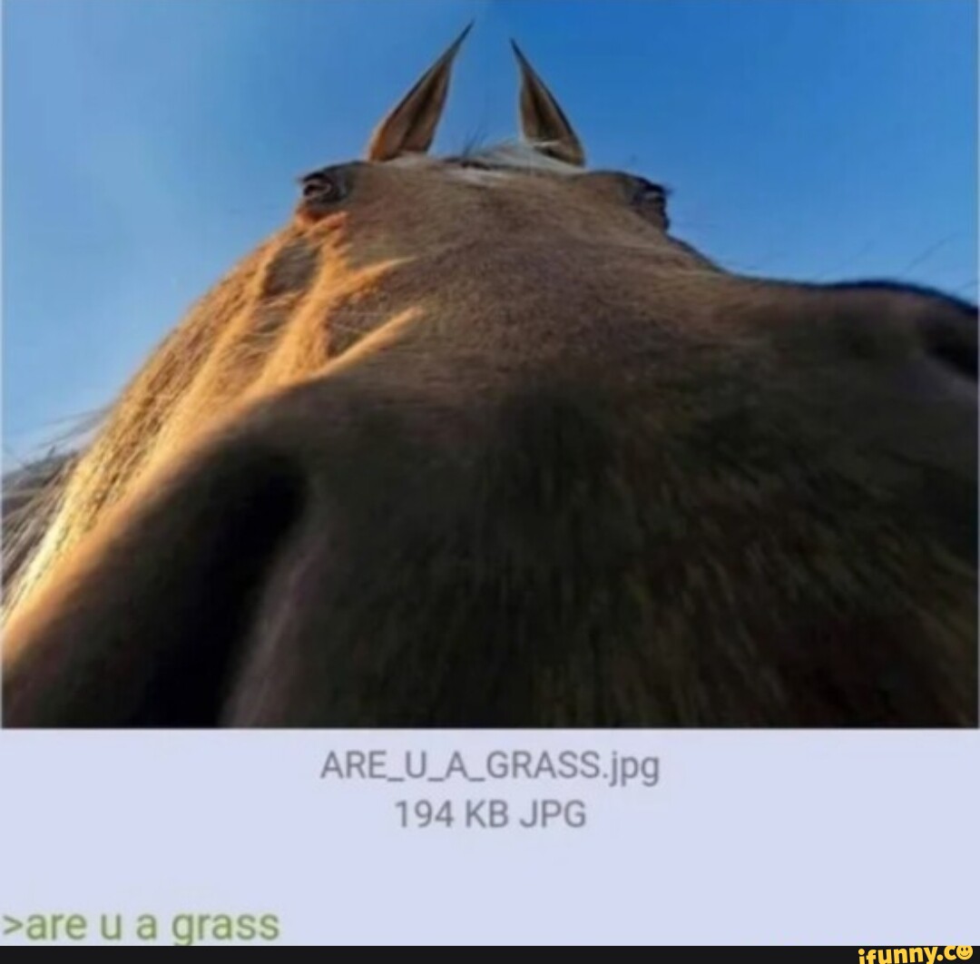 Honse memes. Best Collection of funny Honse pictures on iFunny