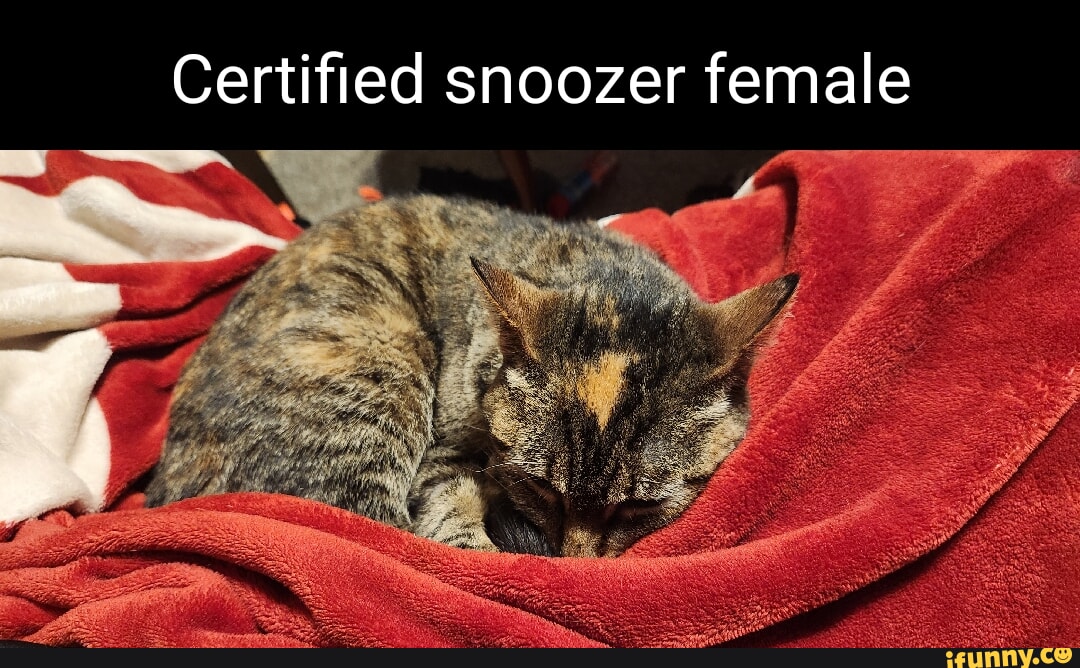 Snoozer memes. Best Collection of funny Snoozer pictures on iFunny