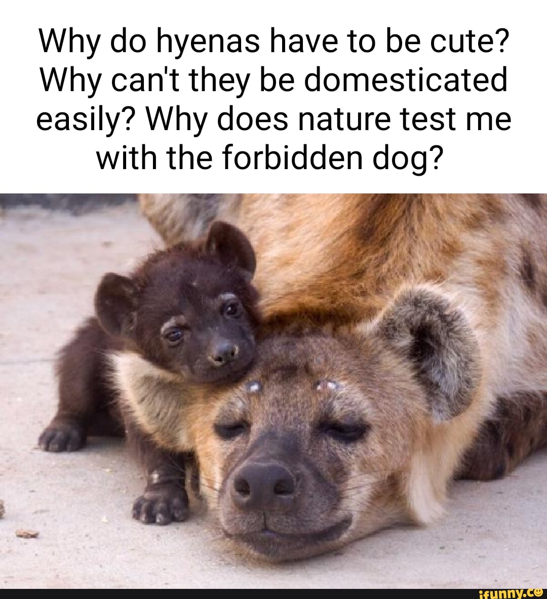 Domesticated memes. Best Collection of funny Domesticated pictures on ...