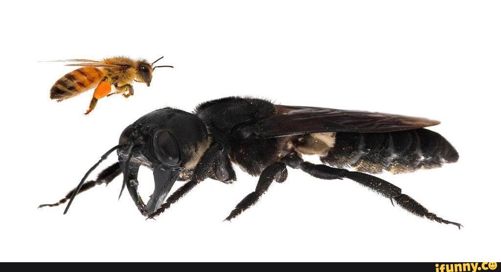 Megachile memes. Best Collection of funny Megachile pictures on iFunny