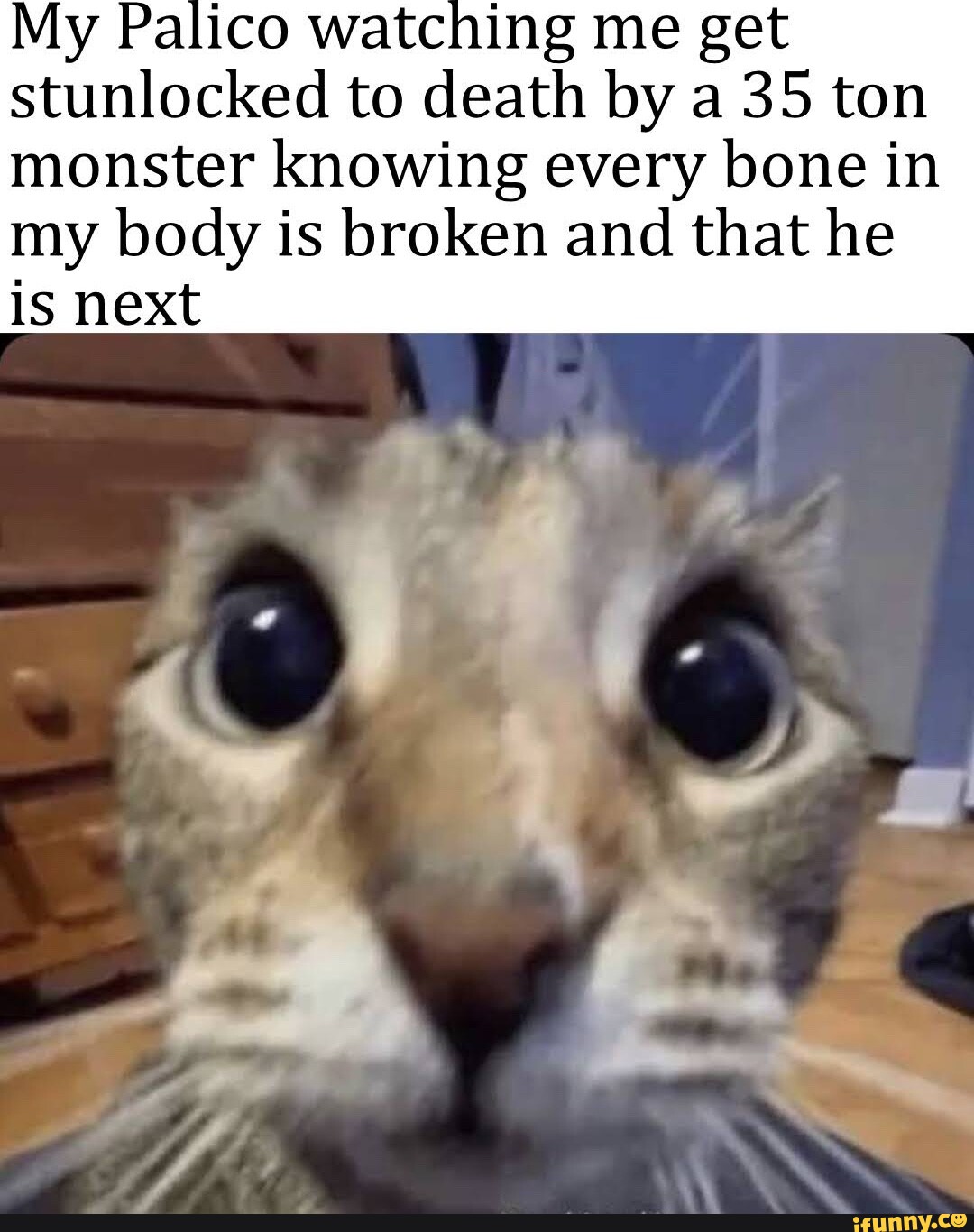 My Palico watching me get stunlocked to death by a 35 ton monster ...