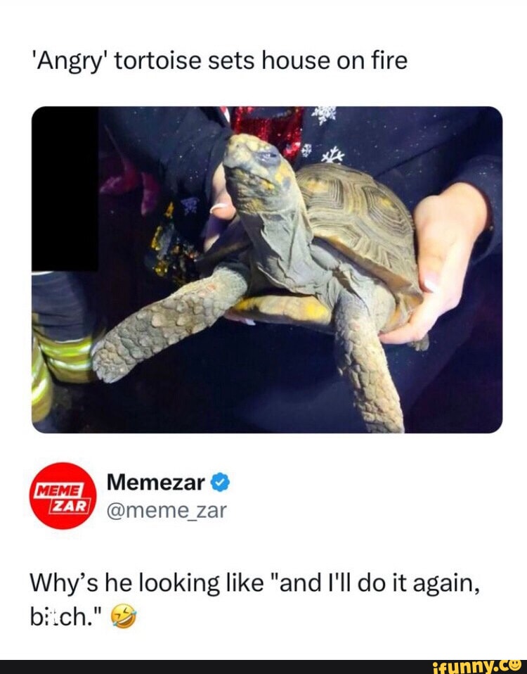 'Angry' tortoise sets house on fire Memezar @meme zar biich." Why's he ...