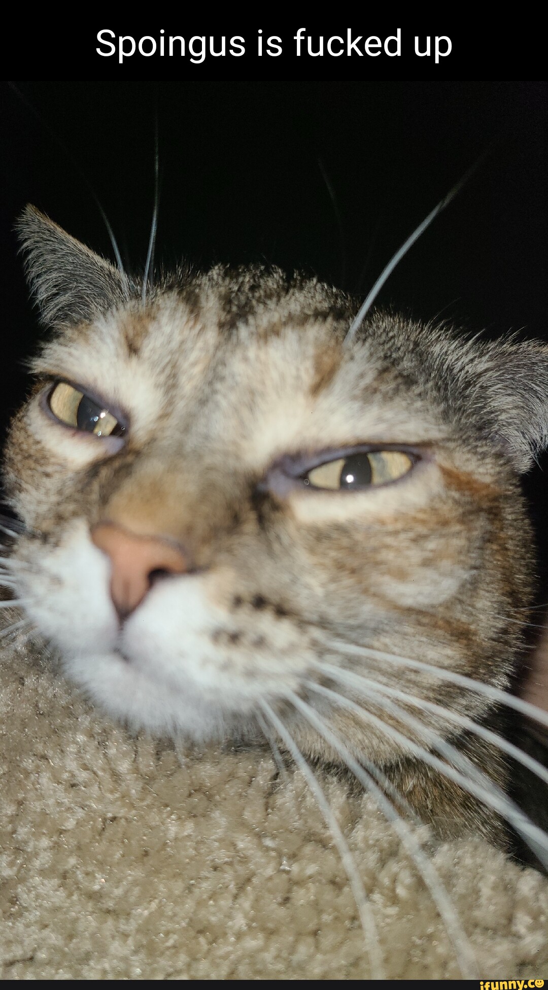 When everyone is making Alabama incest memes but then you realize there ...