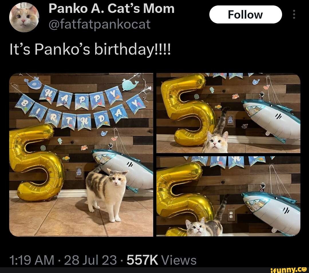 Panko A. Cat's Mom xe) II @fatfatpankocat It's Panko's birthday!!! AM ...