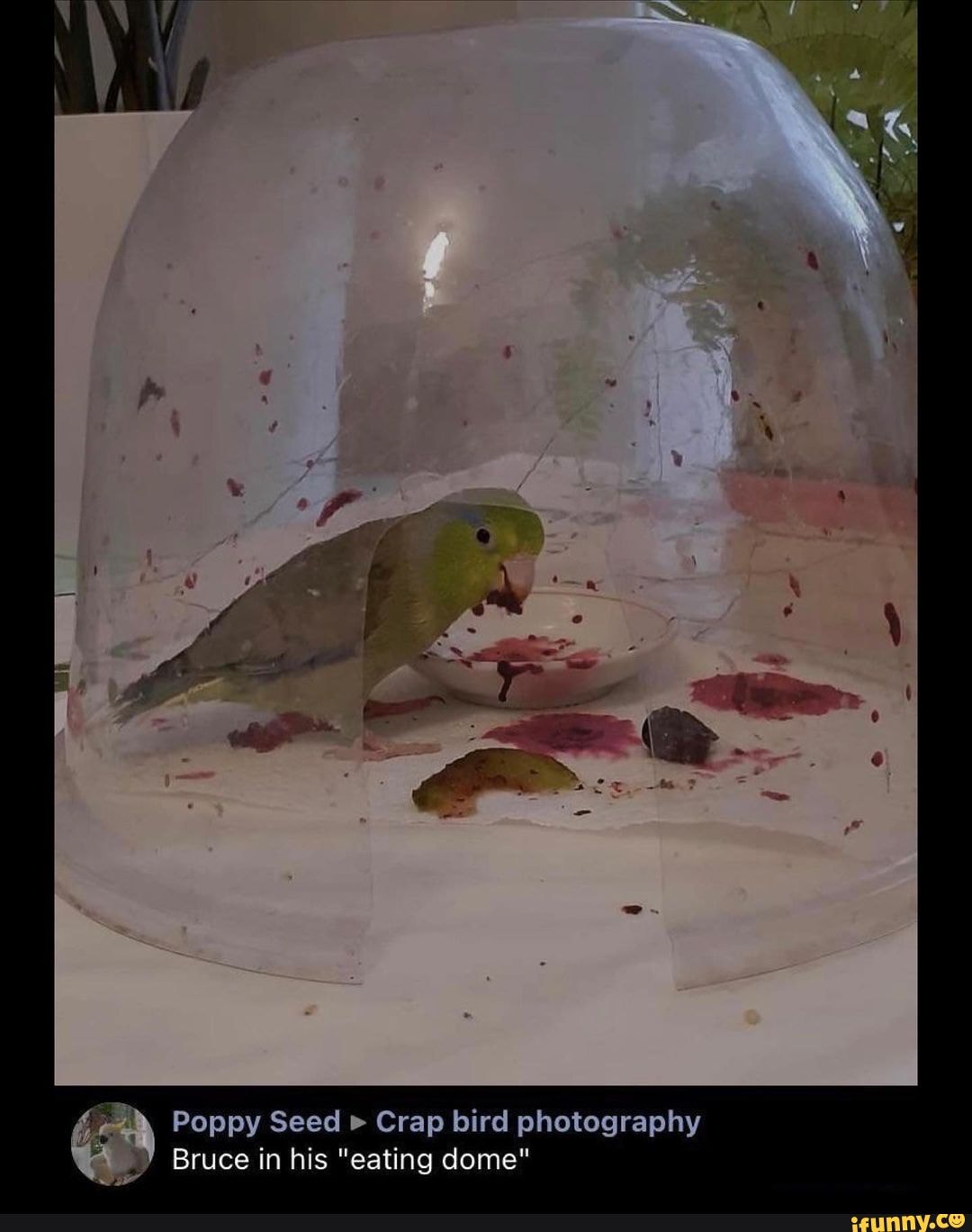 Poppy Seed Crap bird photography Bruce in his "eating dome" - iFunny