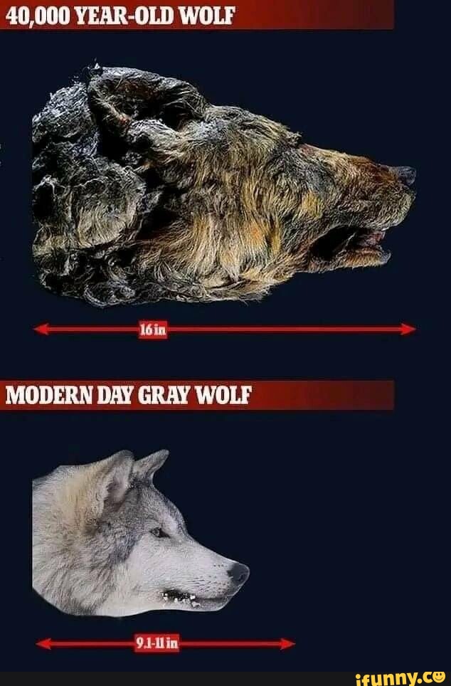 40,000 YEAR-OLD WOLF MODERN DAY GRAY WOLF - iFunny