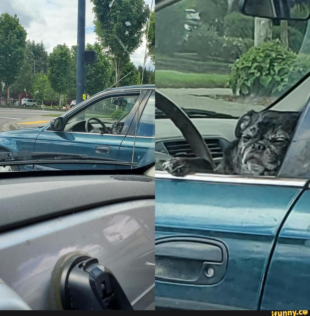 Puggo memes. Best Collection of funny Puggo pictures on iFunny