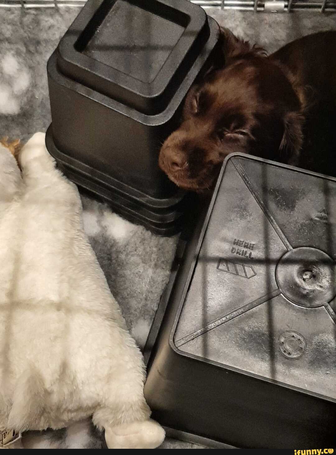 Squished memes. Best Collection of funny Squished pictures on iFunny