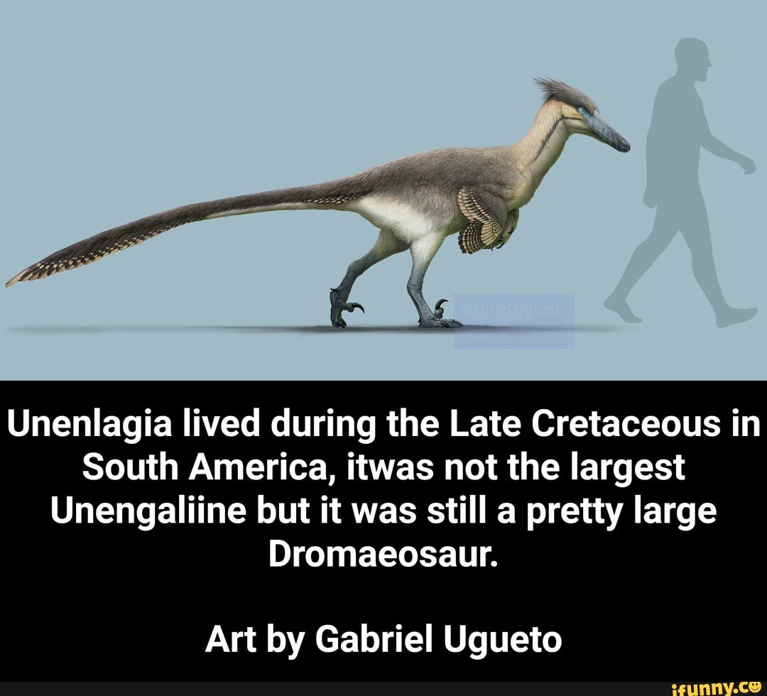 Unenlagia lived during the Late Cretaceous in South America, itwas not ...