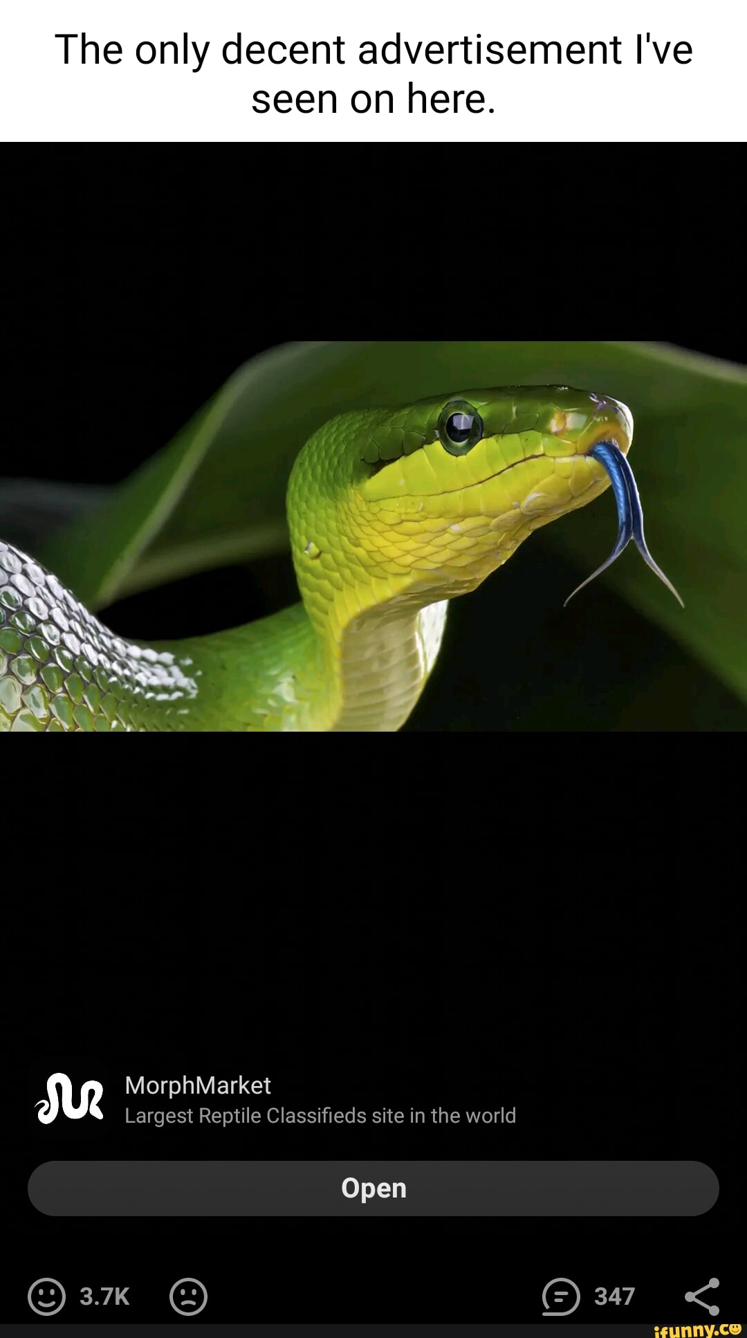 Morphmarket memes. Best Collection of funny Morphmarket pictures on iFunny