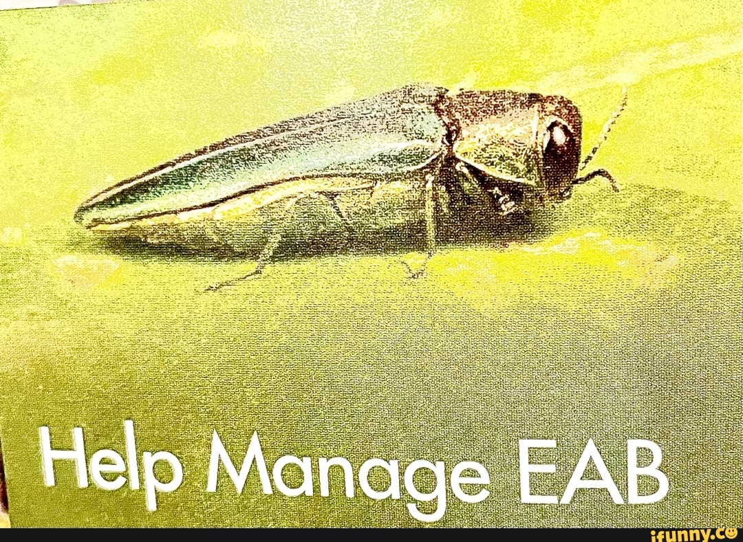 Eab memes. Best Collection of funny Eab pictures on iFunny