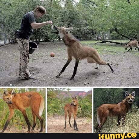 Maned_wolf memes. Best Collection of funny Maned_wolf pictures on iFunny