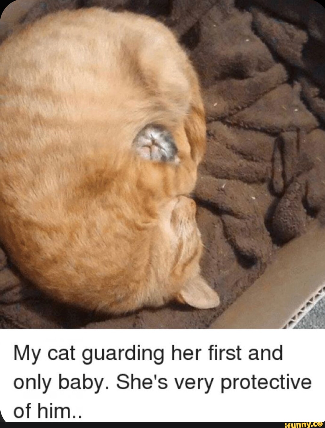 My cat guarding her first and only baby. She's very protective of him ...
