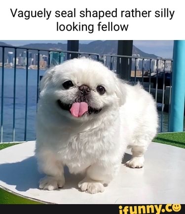 Pekingese memes. Best Collection of funny Pekingese pictures on iFunny