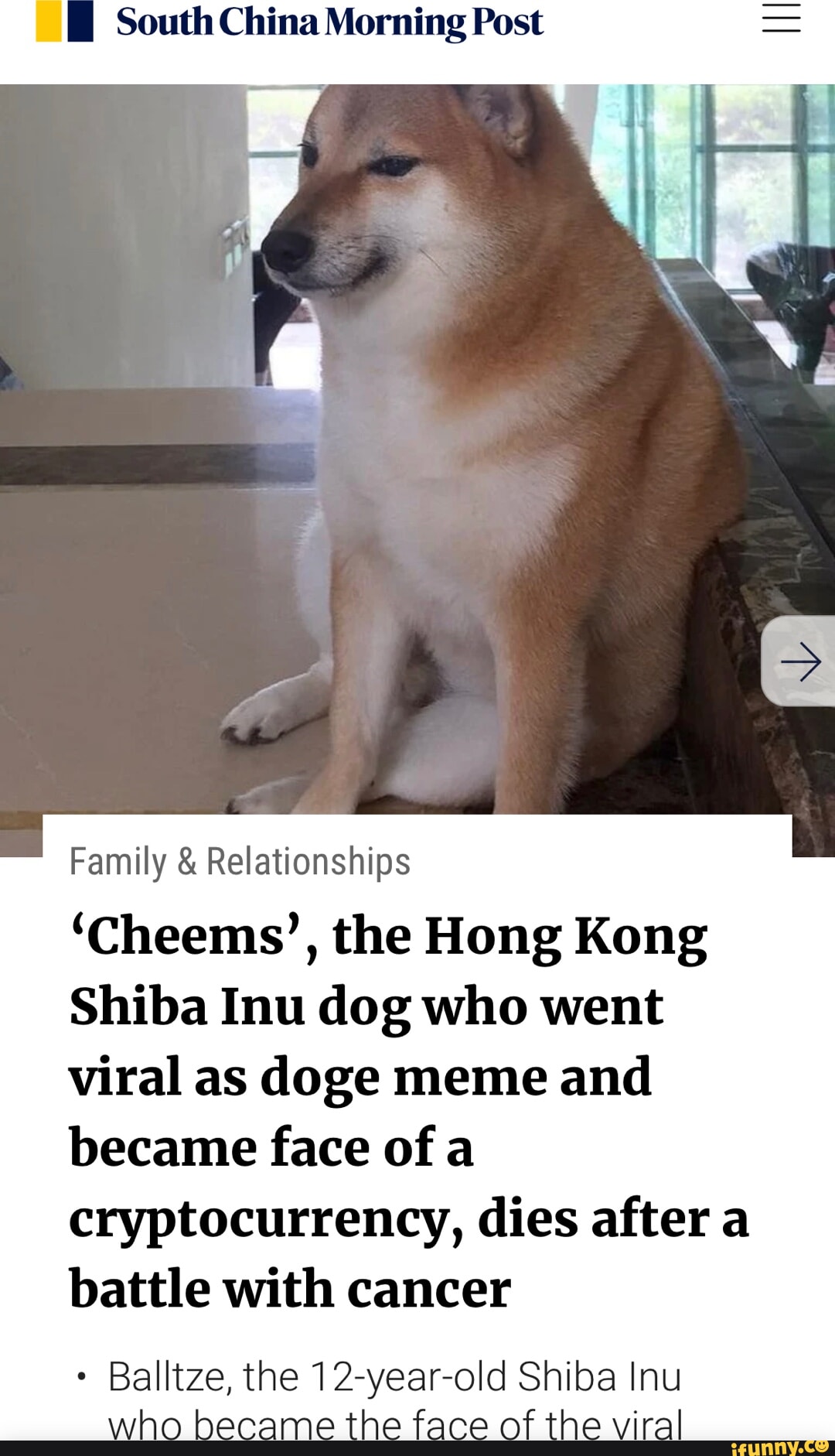 Cheems', the Hong Kong Shiba Inu dog who went viral as doge meme and became face of a ...