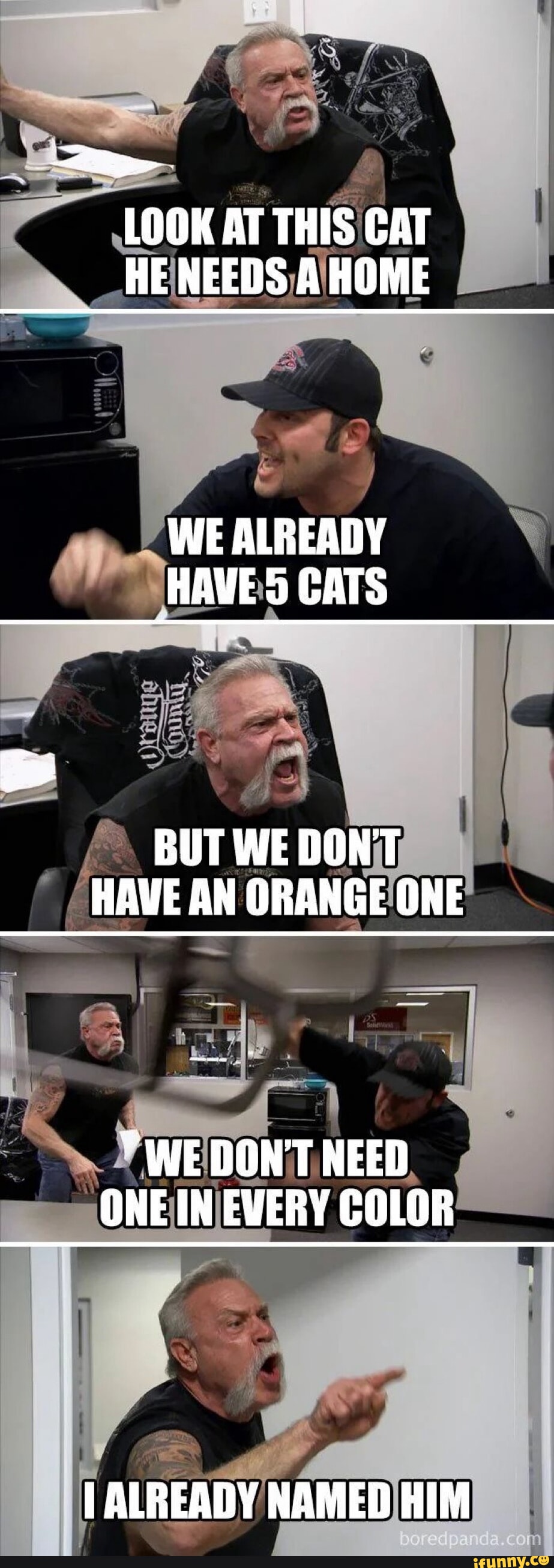 LOOK AT THIS CAT HE NEEDS A HOME WE ALREADY HAVE 5 CATS BUT WE DONT ...