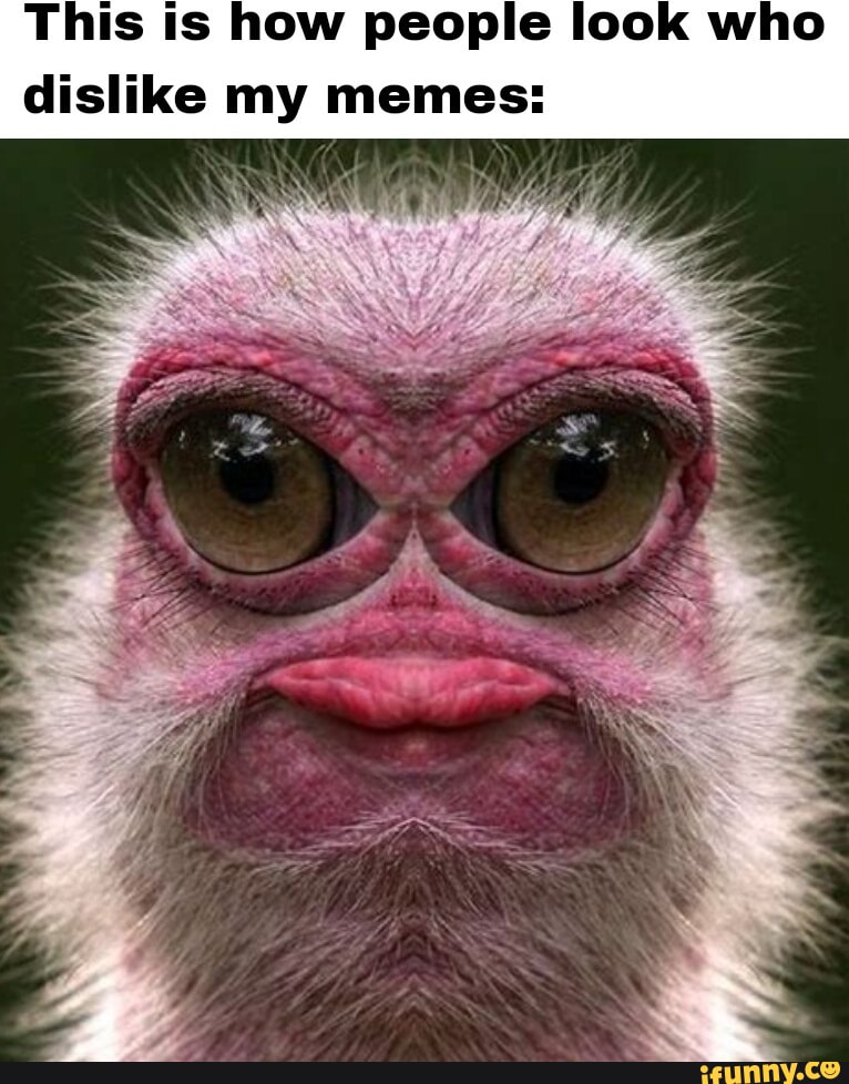This is how people look who dislike my memes: - iFunny