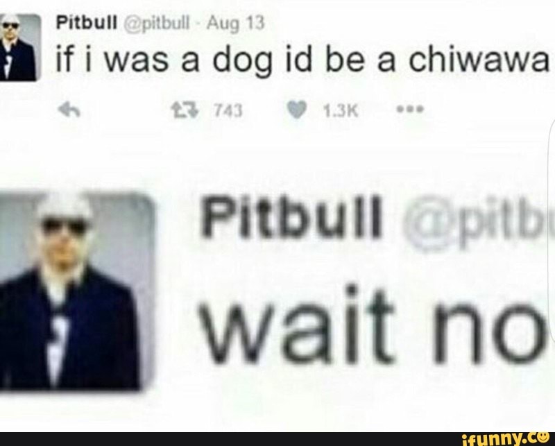 Chiwawa memes. Best Collection of funny Chiwawa pictures on iFunny