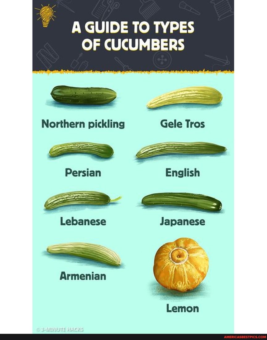 A GUIDE TO TYPES OF CUCUMBERS Northern pickling Gale Tros Persian ...