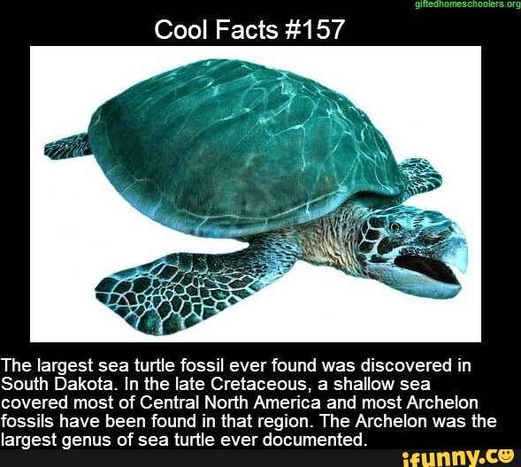 Cool Facts #157 The largest sea turtle fossil ever found was discovered ...