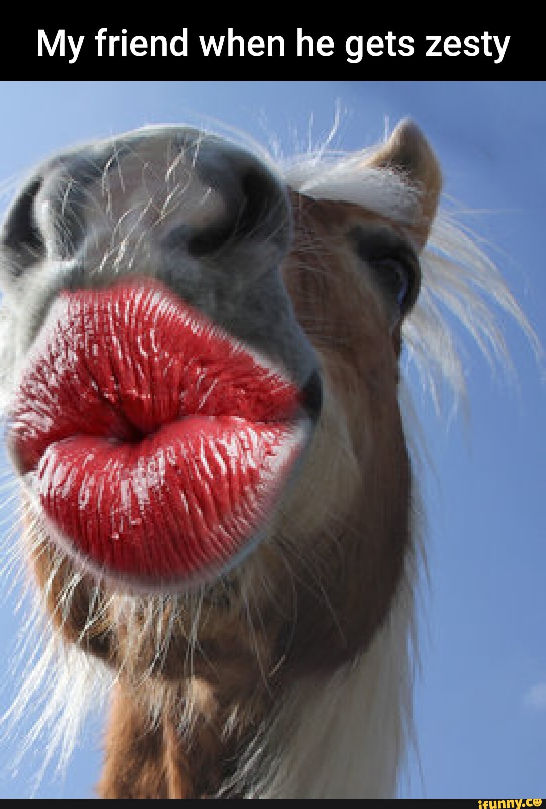 Camel memes. Best Collection of funny Camel pictures on iFunny