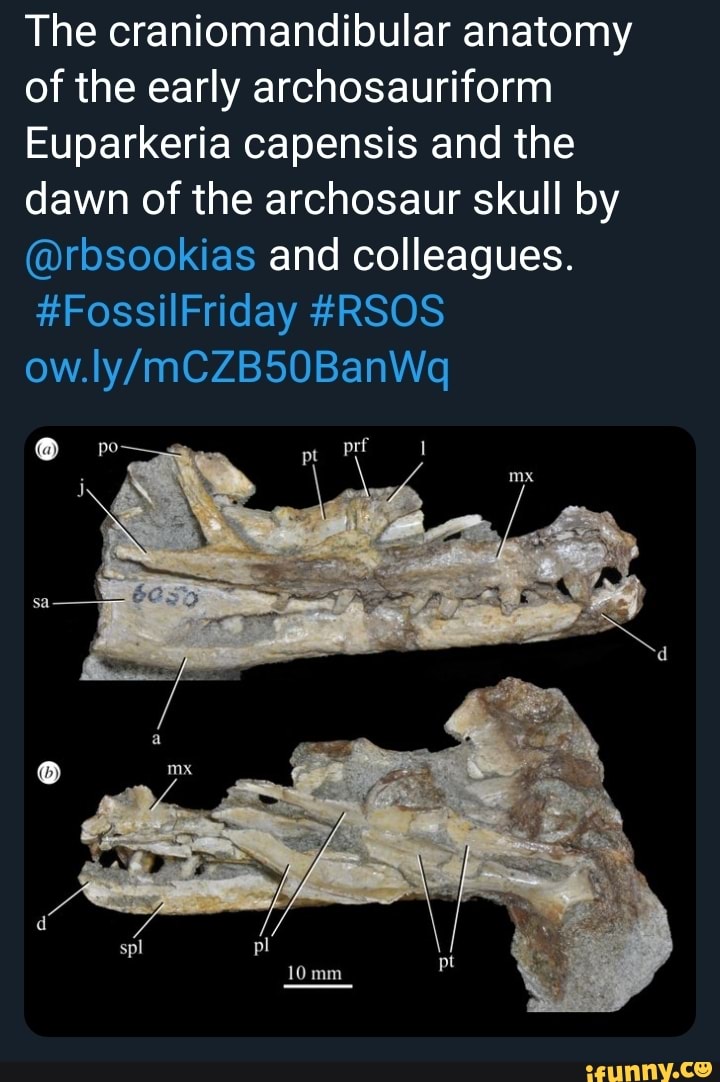 The craniomandibular anatomy of the early archosauriform Euparkeria ...