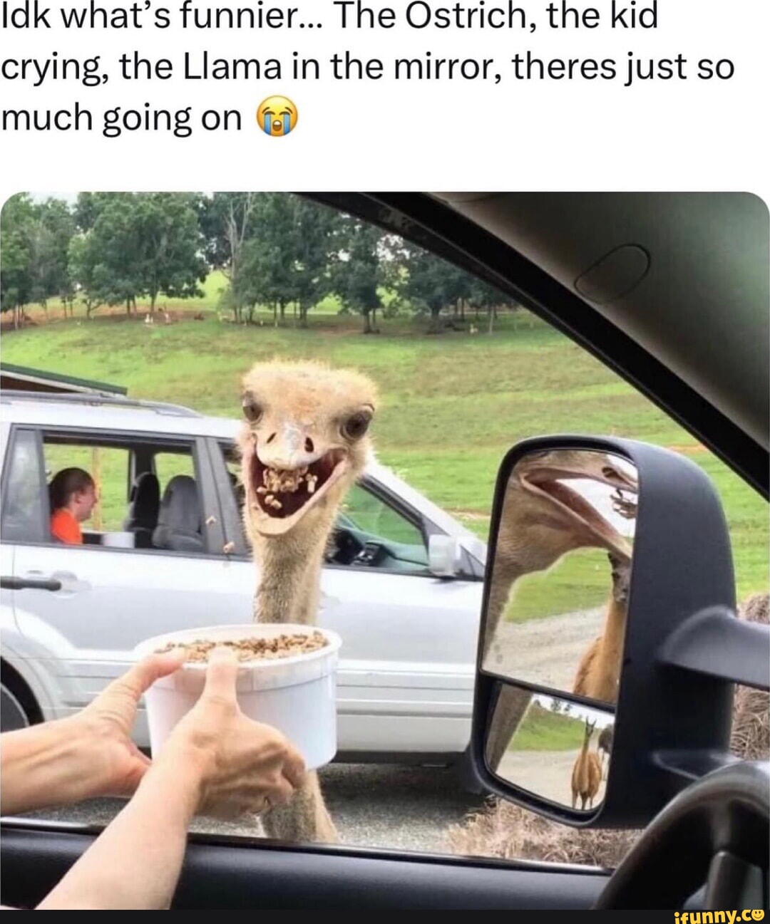 Ldk what's runnier... The Ostrich, the kid crying, the Llama in the ...