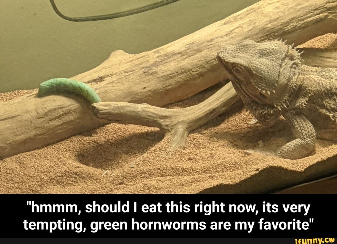Hornworms memes. Best Collection of funny Hornworms pictures on iFunny