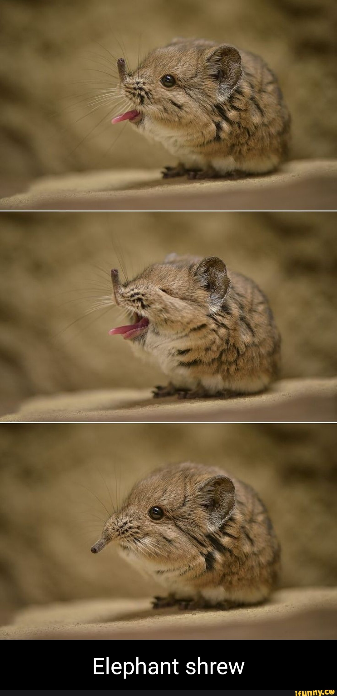 Shrew memes. Best Collection of funny Shrew pictures on iFunny