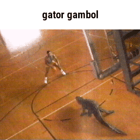 Gambol memes. Best Collection of funny Gambol pictures on iFunny