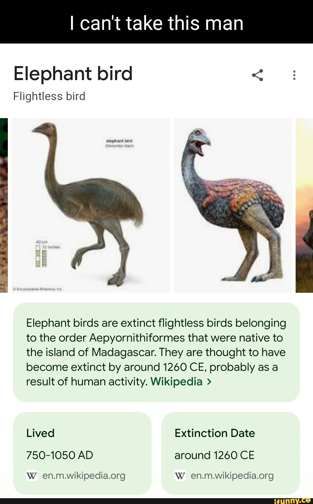 Can't take this man Elephant bird