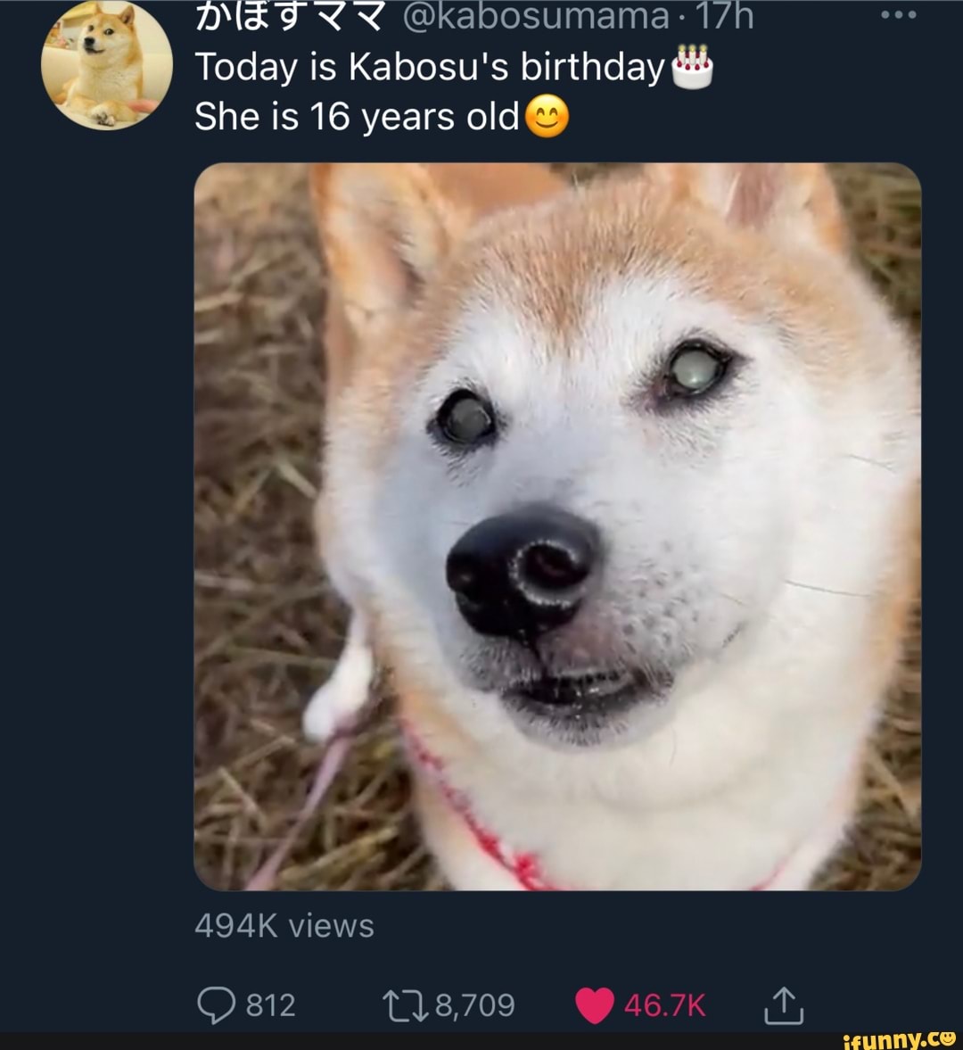 @kabosumama: Today is Kabosu's birthday She is 16 years old 494K views 812 18,709 - iFunny