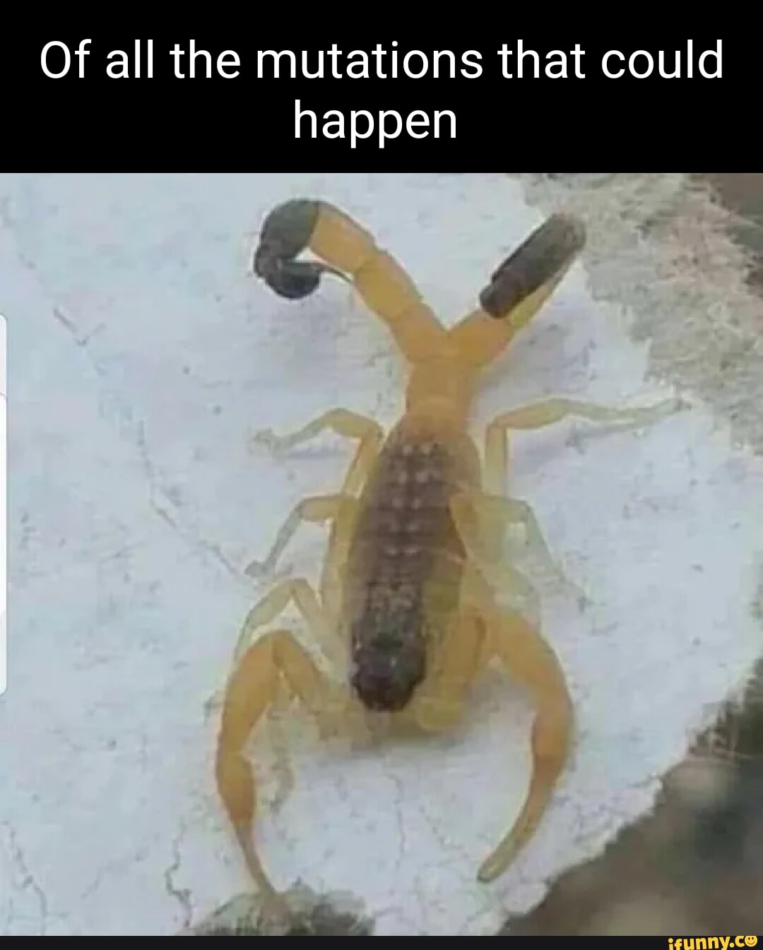 Of all the mutations that could happen - iFunny