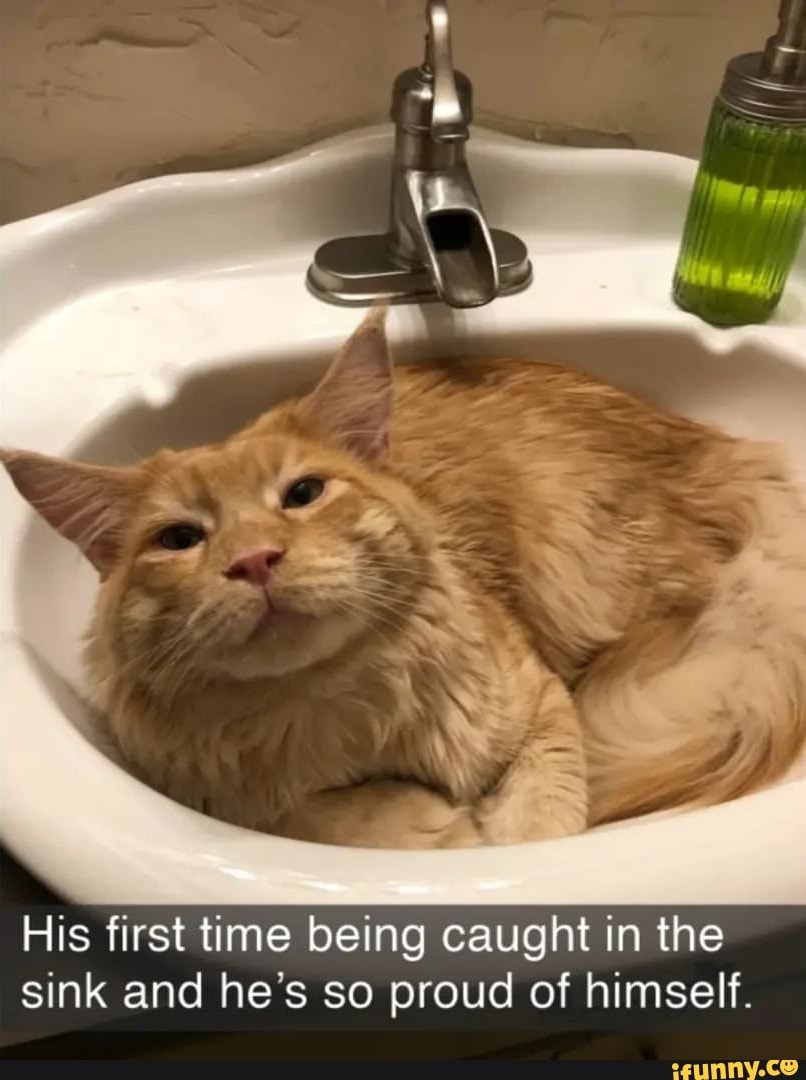 His first time being caught in the sink and he's so proud of himself. - iFunny