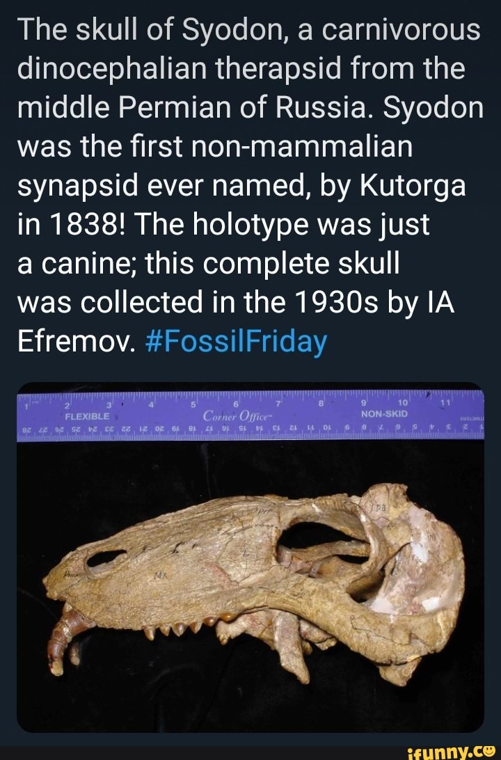 The skull of Syodon, a carnivorous dinocephalian therapsid from the ...