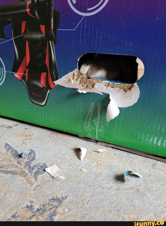 Gidget memes. Best Collection of funny Gidget pictures on iFunny