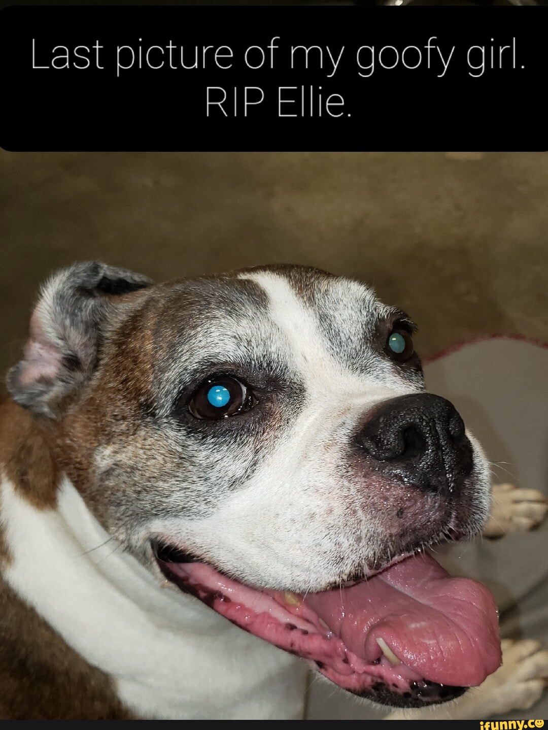 Last picture of my goofy girl. RIP Ellie. - iFunny