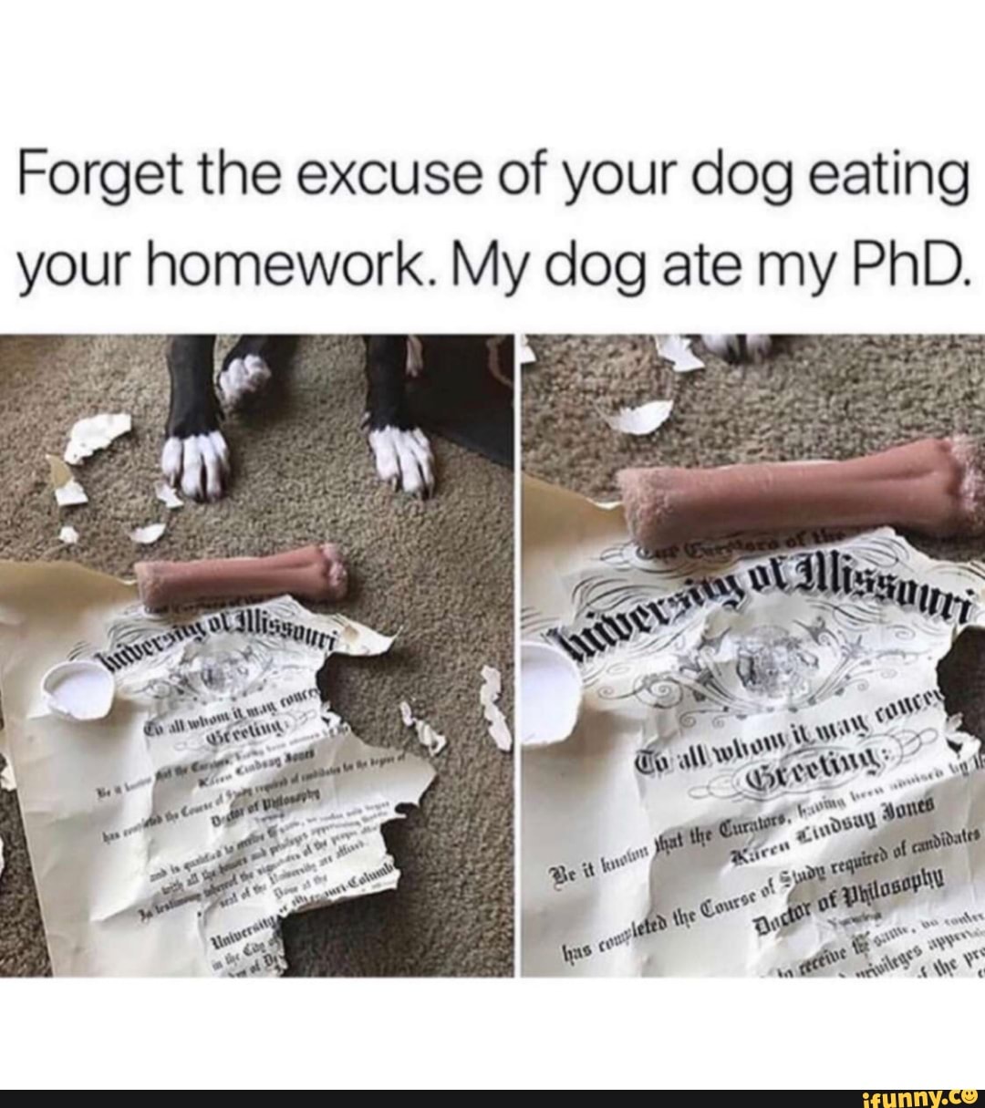 Forget the excuse of your dog eating your homework. My dog ate my PhD ...
