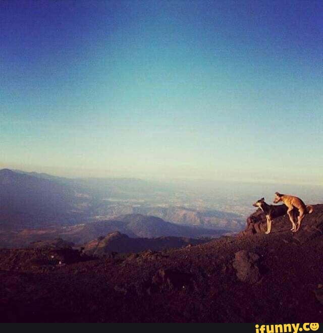 Doggy_style memes. Best Collection of funny Doggy_style pictures on iFunny