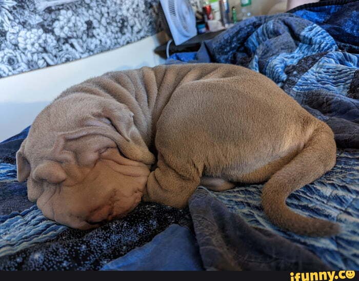 Sharpei memes. Best Collection of funny Sharpei pictures on iFunny