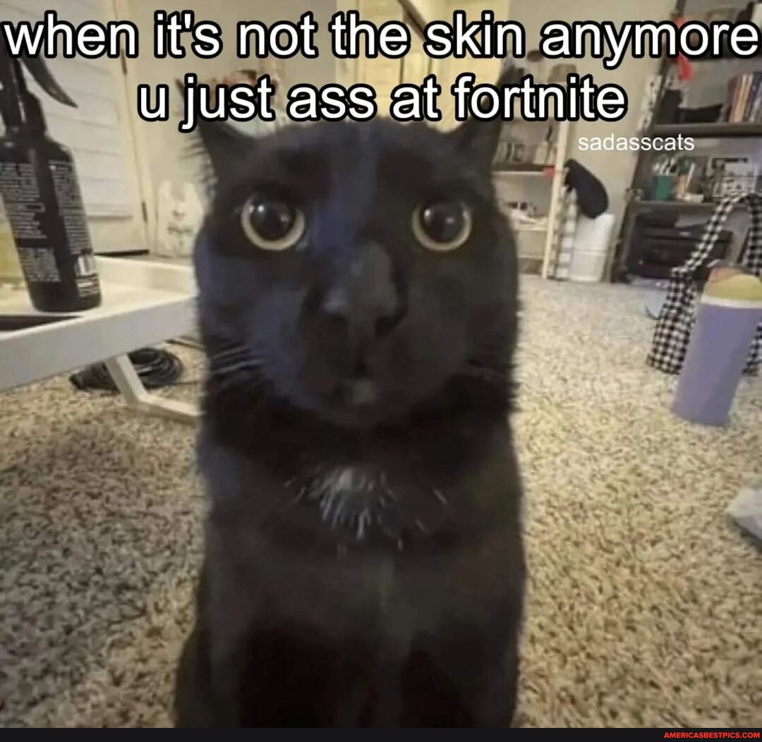 Womp Womp Meme Memes Cat Cats Catmeme Catmemes Sadcat Sadcats Kitten Kittens