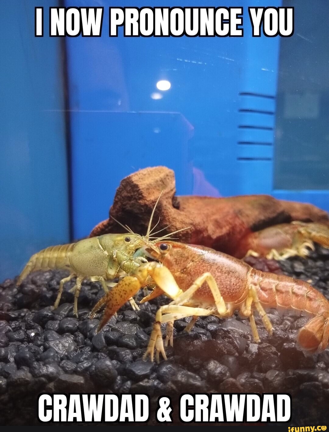 Crawdad memes. Best Collection of funny Crawdad pictures on iFunny