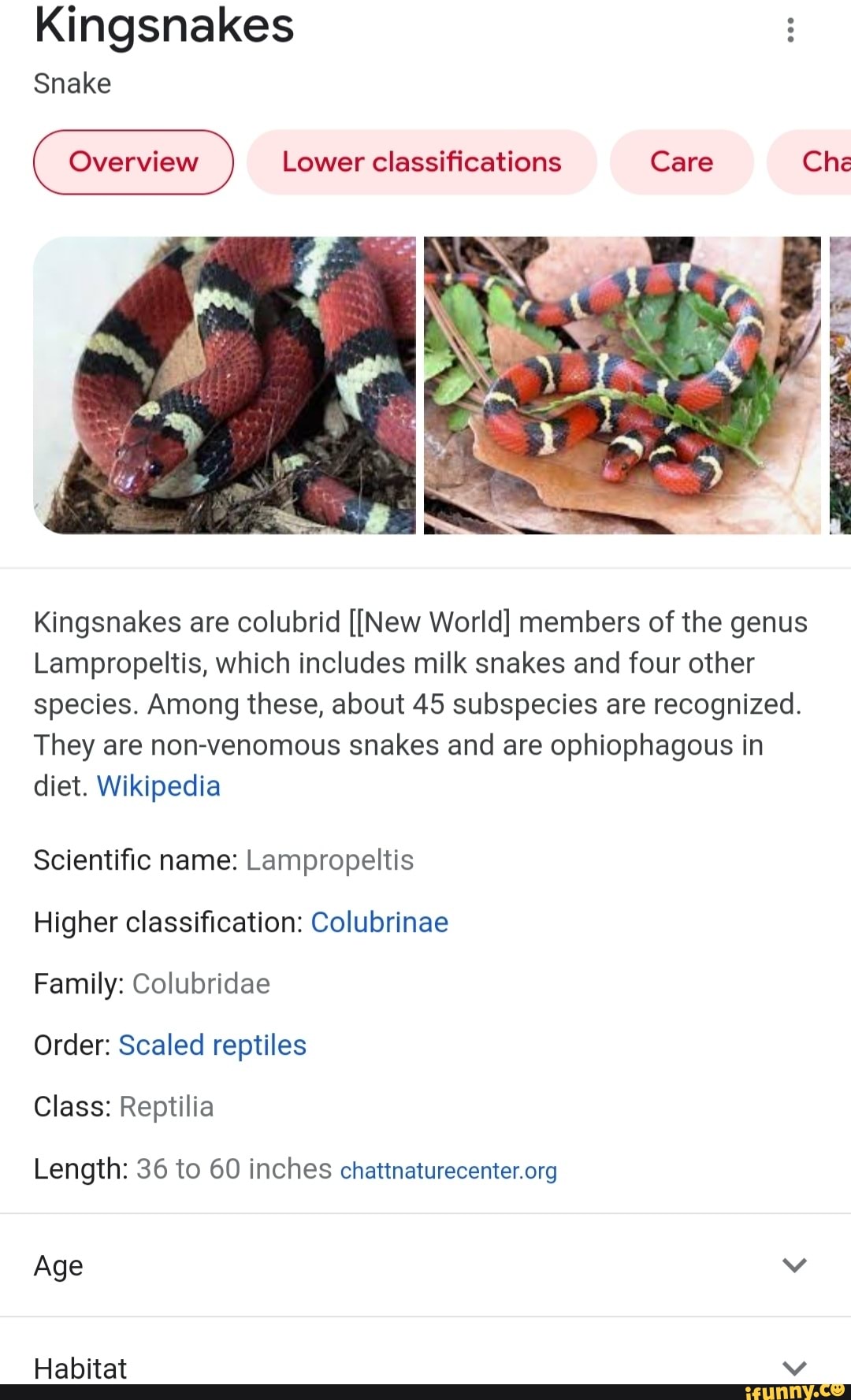Kingsnakes Snake Overview Lower classifications Care Che Kingsnakes are ...