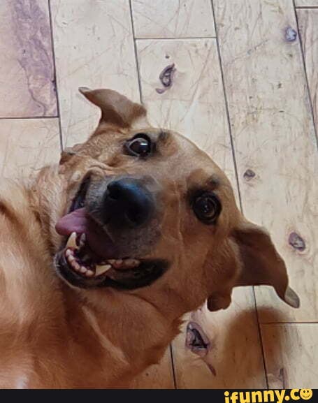 Teckel memes. Best Collection of funny Teckel pictures on iFunny