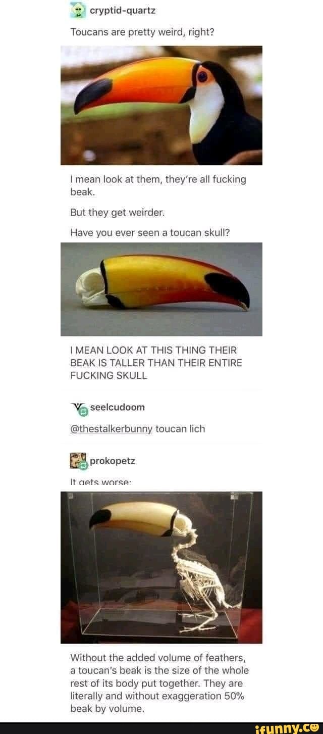 Cryptid-quartz Toucans are pretty weird, right? I mean look at them ...