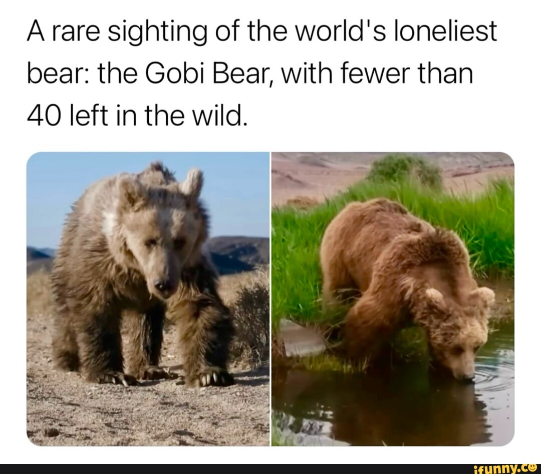 A rare sighting of the world's loneliest bear: the Gobi Bear, with ...