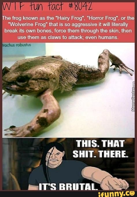 The frog known as the "Hairy Frog", "Horror Frog", or the "Wolverine ...